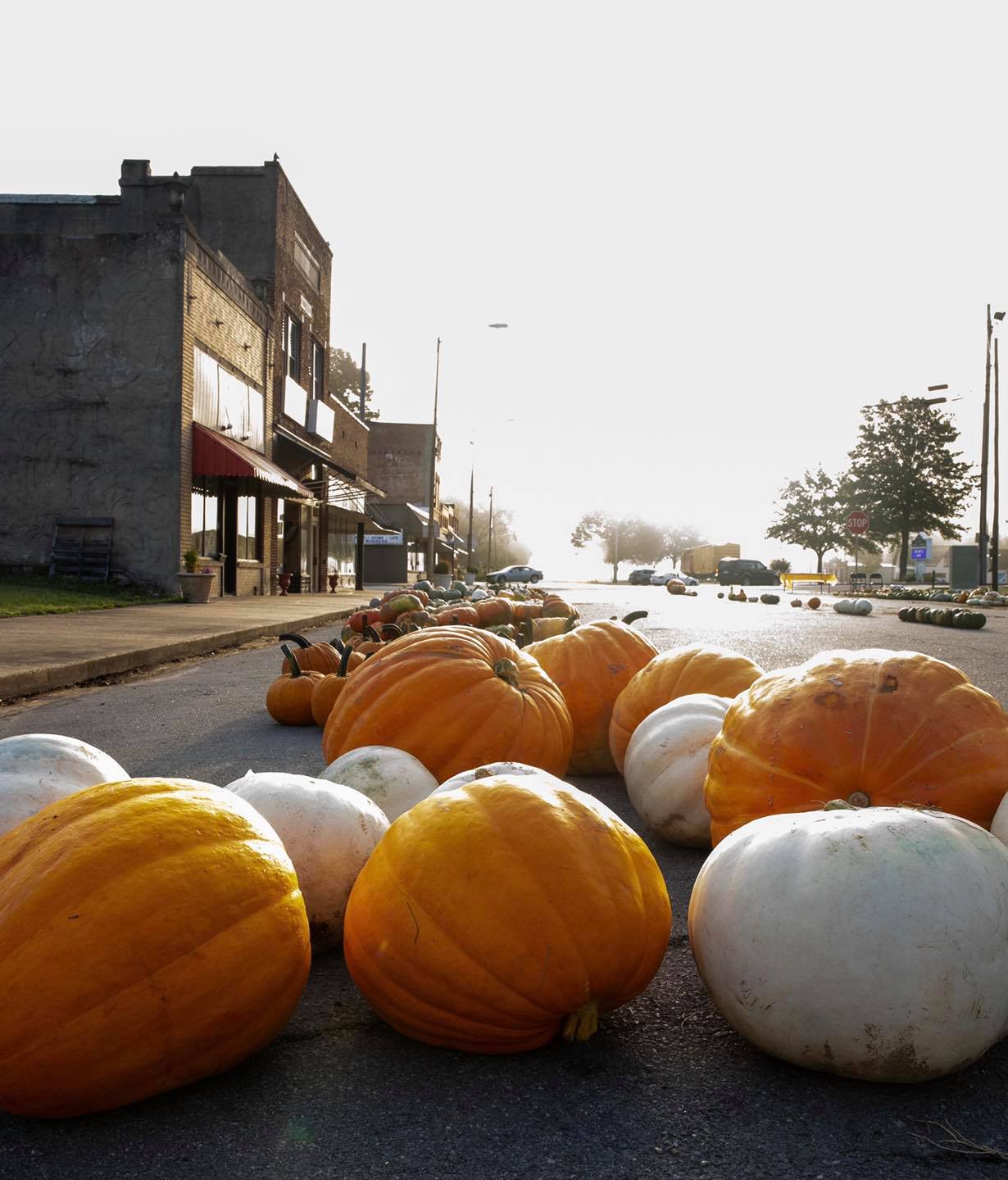 The Great 5k Pumpkin Run